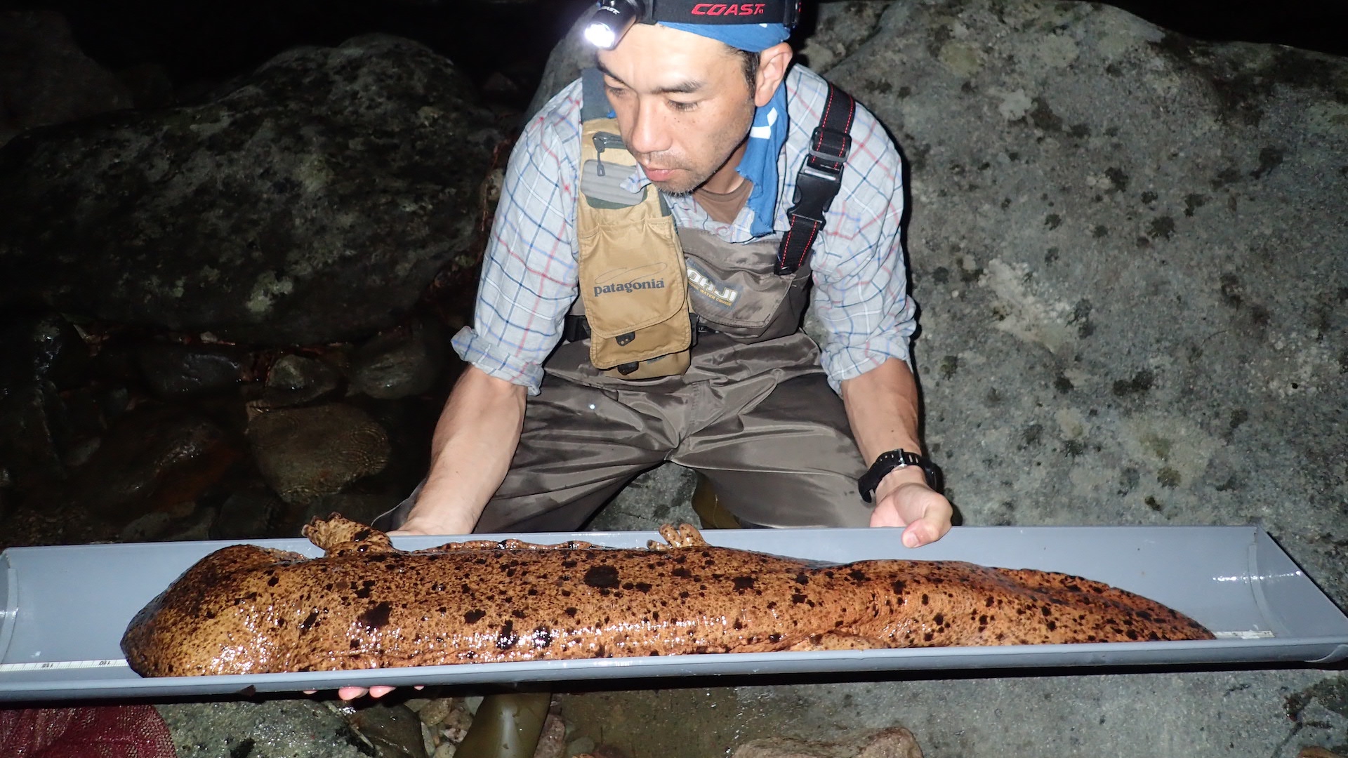 Saving the Japanese giant salamander from concrete - LifeGate