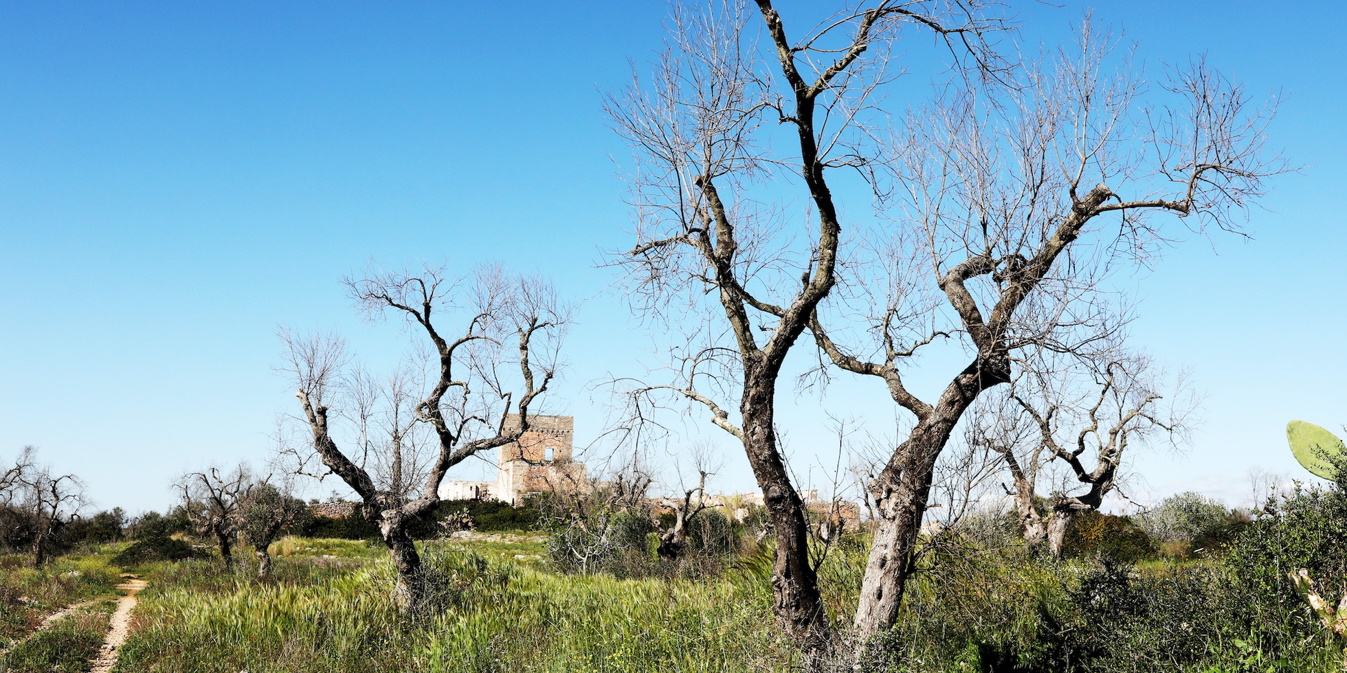Francia, la Xylella individuata per la prima volta in Occitania - LifeGate