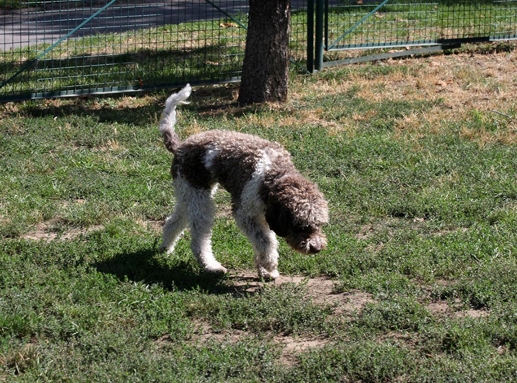Lagotto romagnolo, cane da tartufo