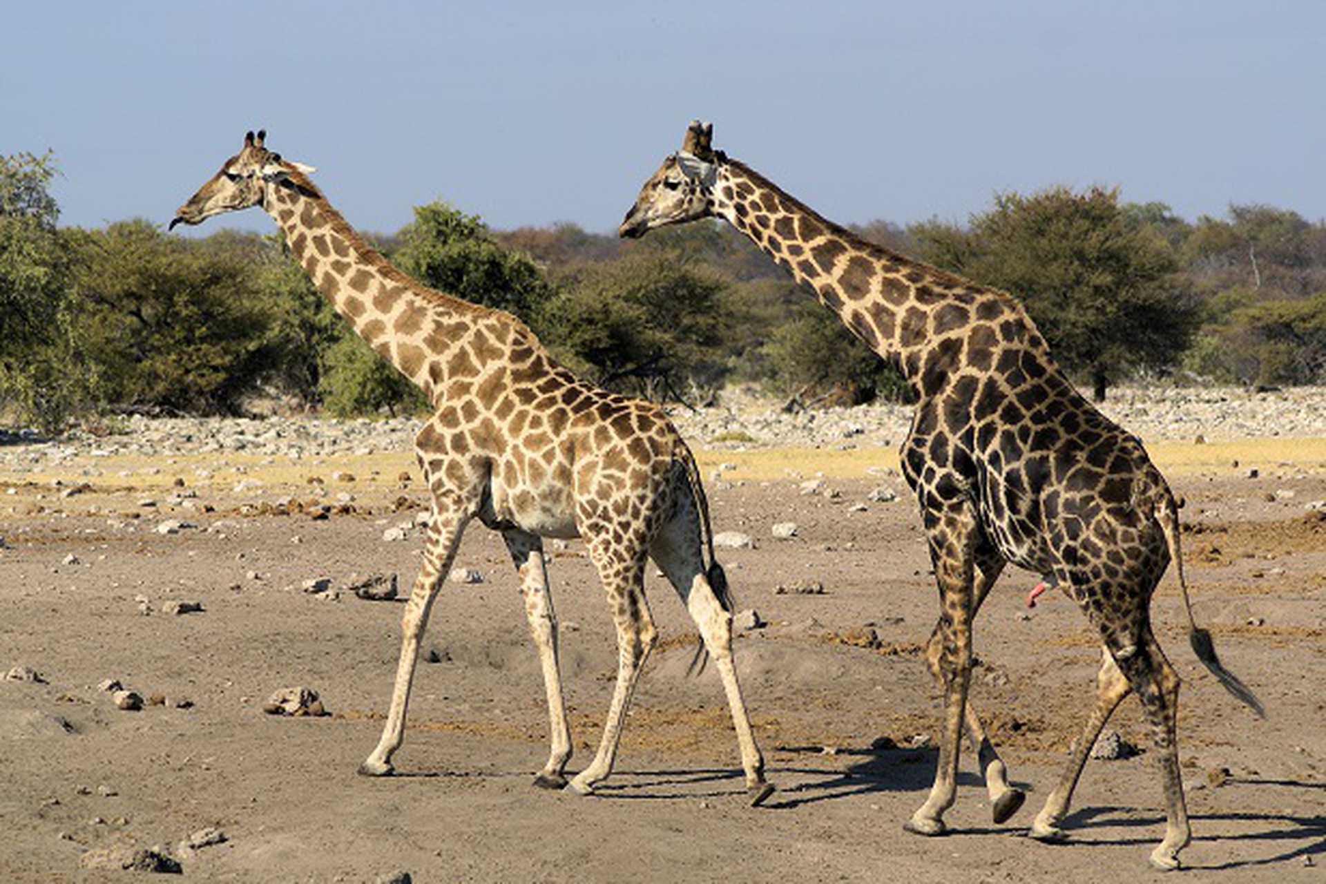 Il 21 giugno è la prima Giornata mondiale della giraffa - LifeGate