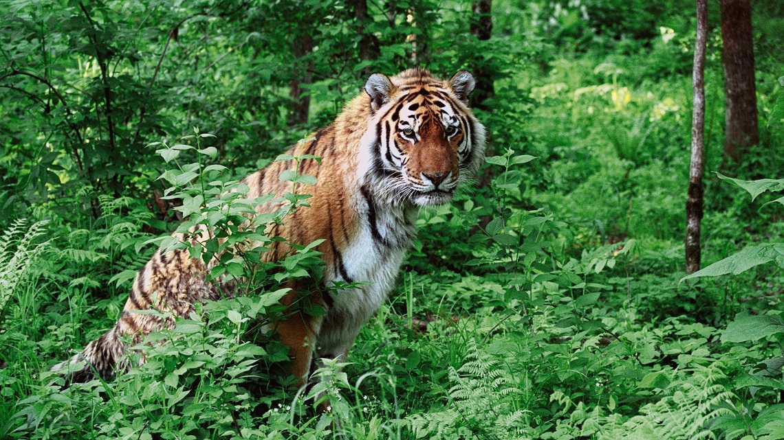 Tigri e leopardi ritornano. Un video li ritrae in Russia e Cina - LifeGate