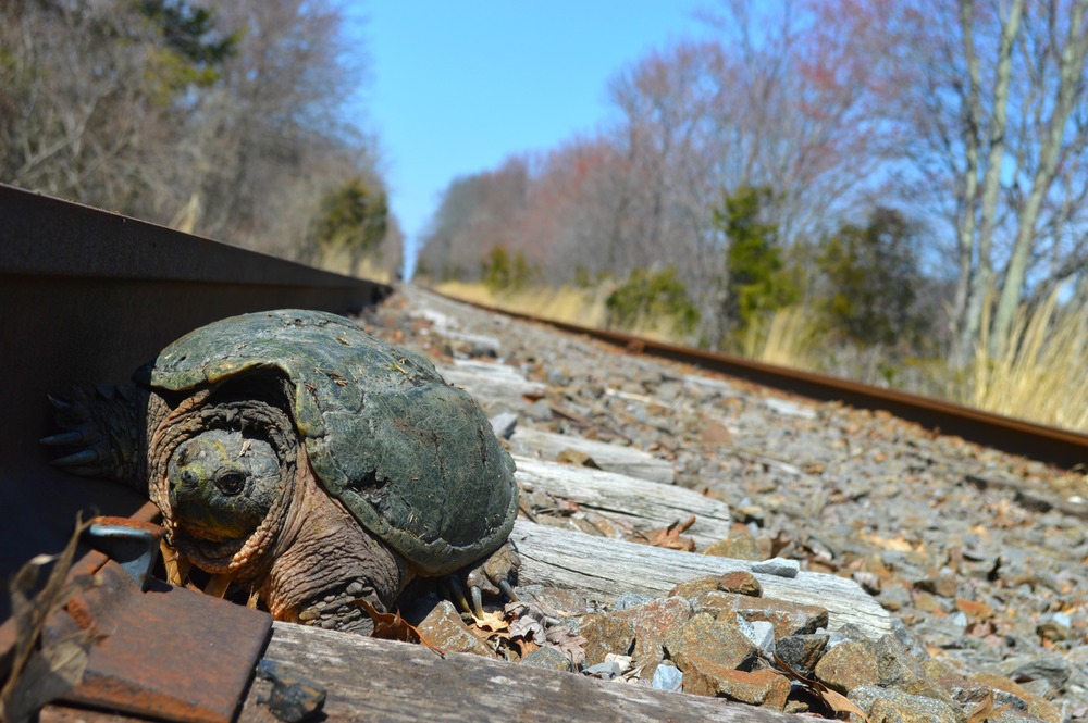 Japan builds turtles their tunnels to help them cross rail tracks ...