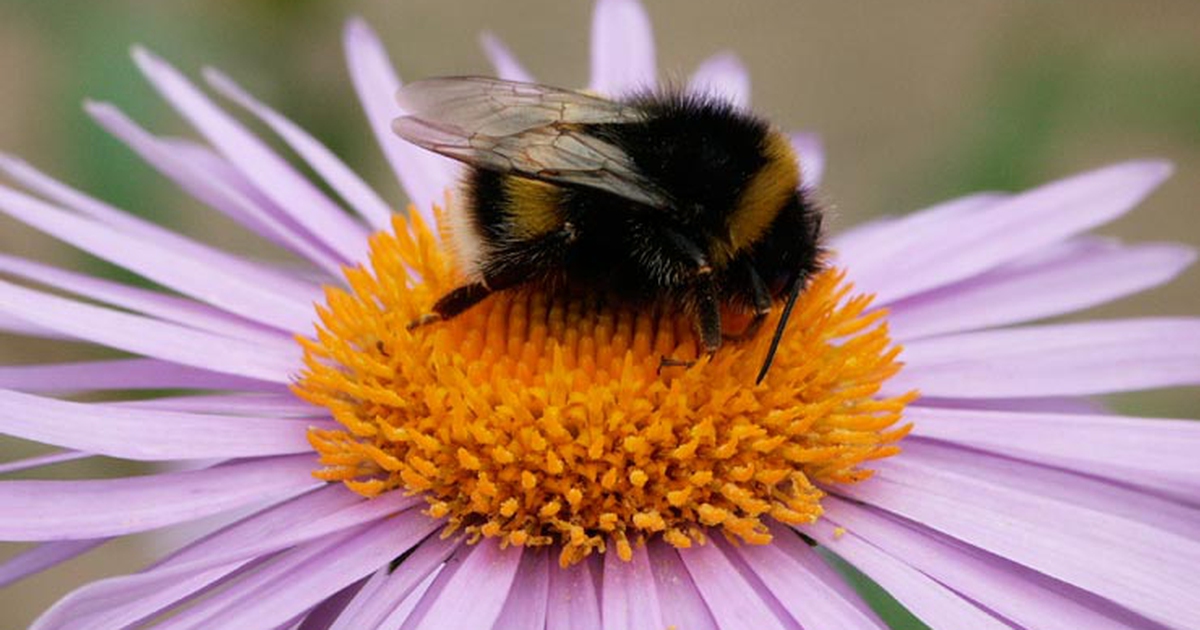 Cosa succede se si estinguono i bombi - LifeGate