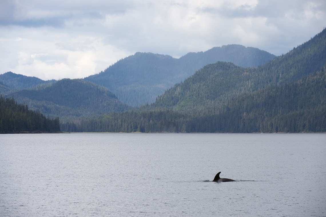 Chi era Tilikum, l’orca simbolo della prigionia dei cetacei - LifeGate