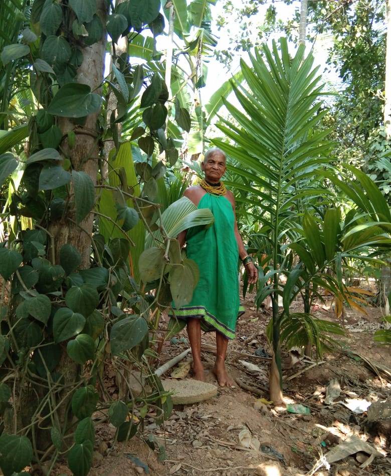Tree goddess Tulasi Gowda, the barefoot Indian activist protecting the ...