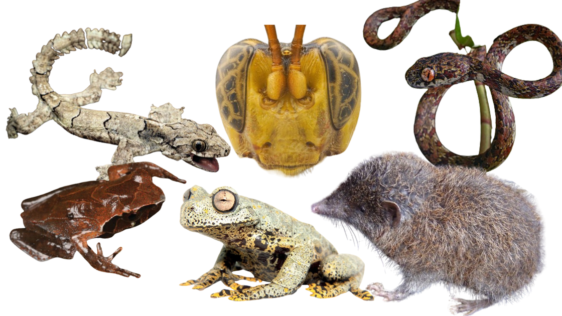 Alcune delle nuove specie scoperte nel 2023 - LifeGate