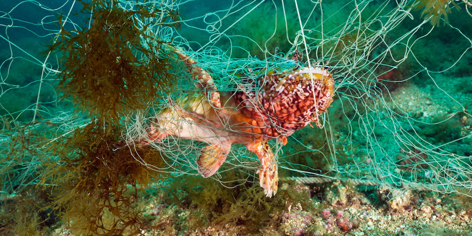 New biodegradable nets could contribute to solving ghost fishing - LifeGate