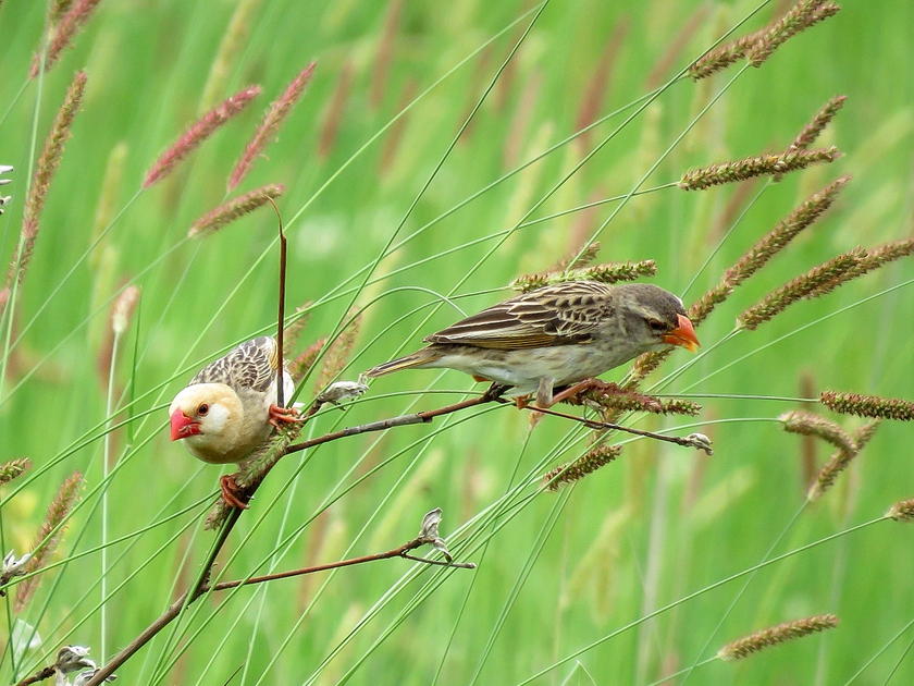 Kenya declares controversial war against 6 million birds that are ...