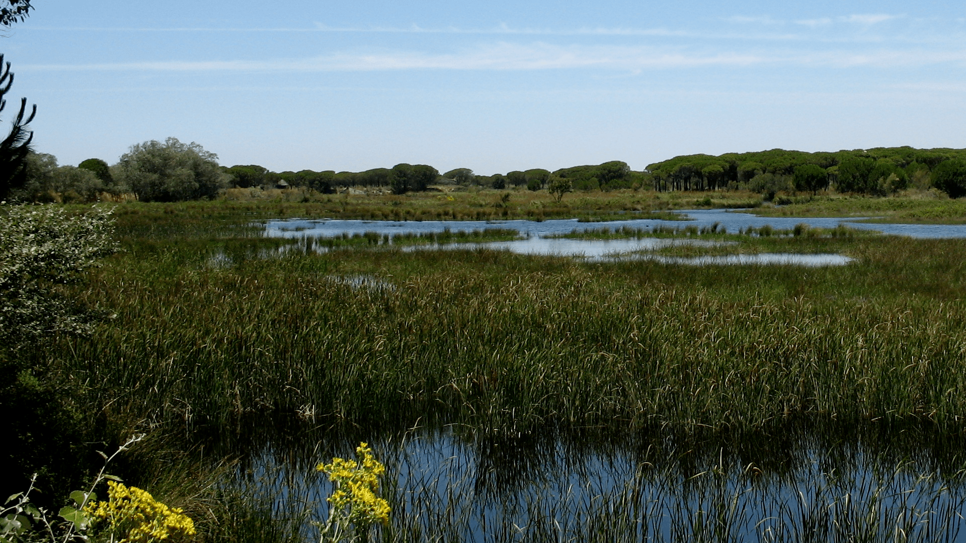 Drought and overexploitation dried up a lake in Spain's Doñana National ...