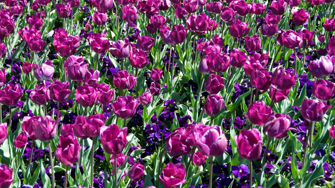 Australian flowers, what are they and which are their properties - LifeGate