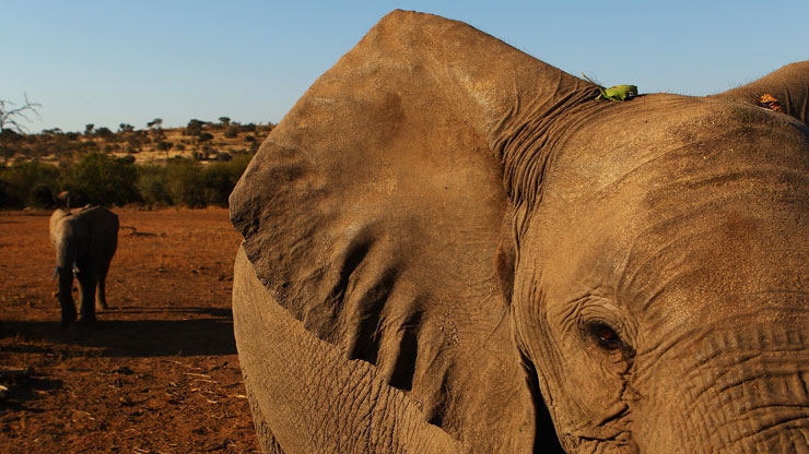 Elephants slaughtered in Botswana, 87 carcasses found - LifeGate