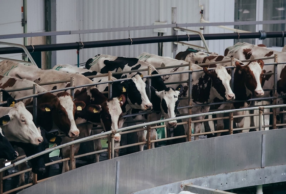 Bergamotto: proprietà, benefici e usi di citrus bergamia - LifeGate