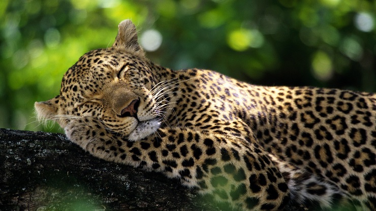 How do animals sleep? A journey into their fascinating world of dreams ...