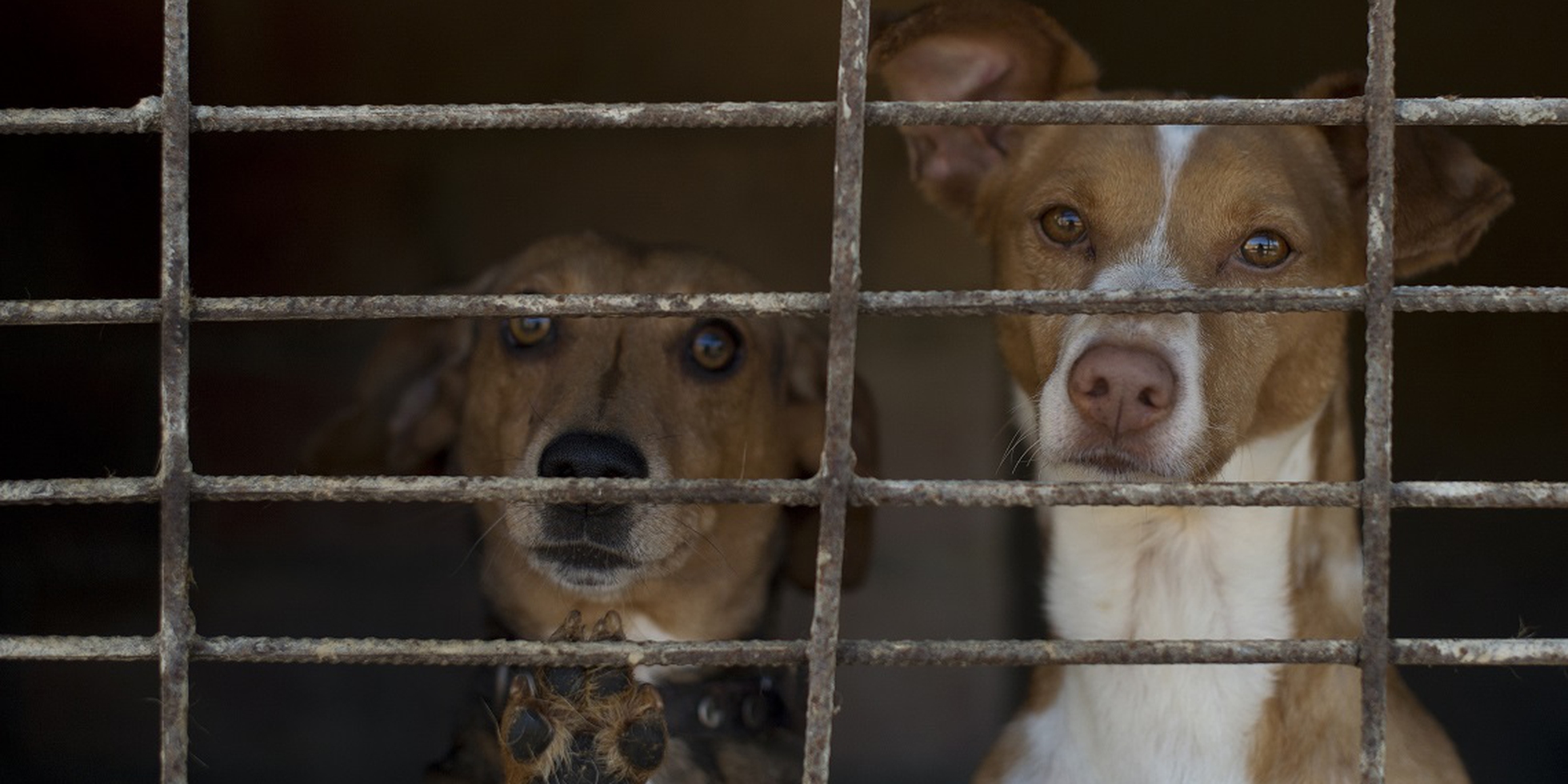 480 euro a chi adotta un cane dal canile, succede a Palermo - LifeGate