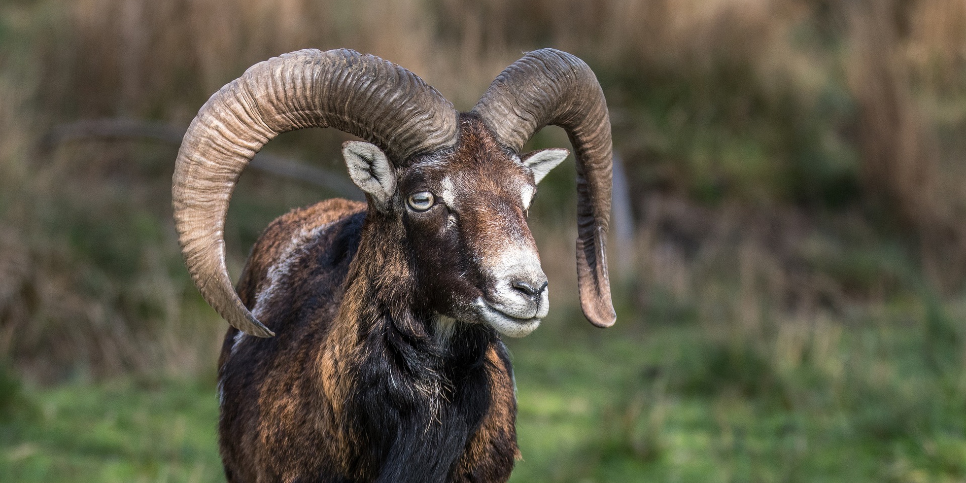 I mufloni dell’isola del Giglio rischiano l’abbattimento, è protesta ...