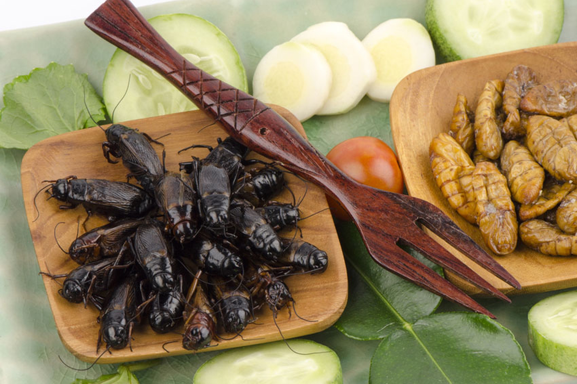 Quali sono gli insetti commestibili e chi li mangia - LifeGate