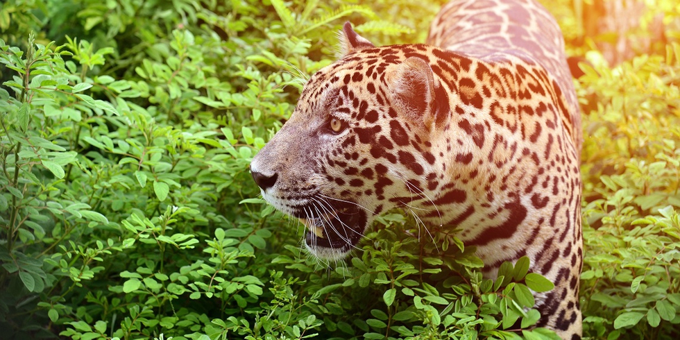 Buone notizie per i giaguari, la popolazione è in aumento - LifeGate