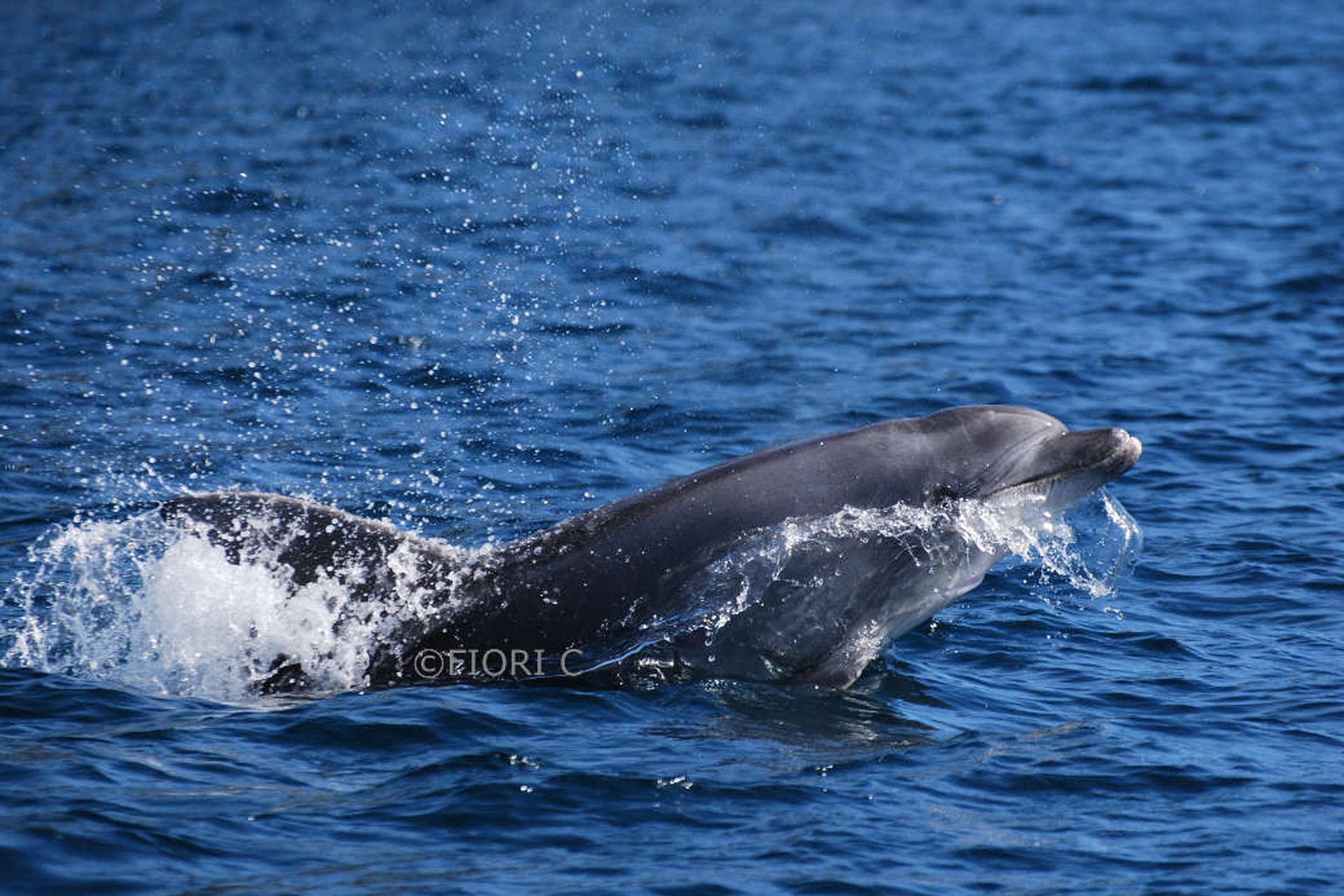 Come vedere i delfini in modo sostenibile a Golfo Aranci, in Sardegna