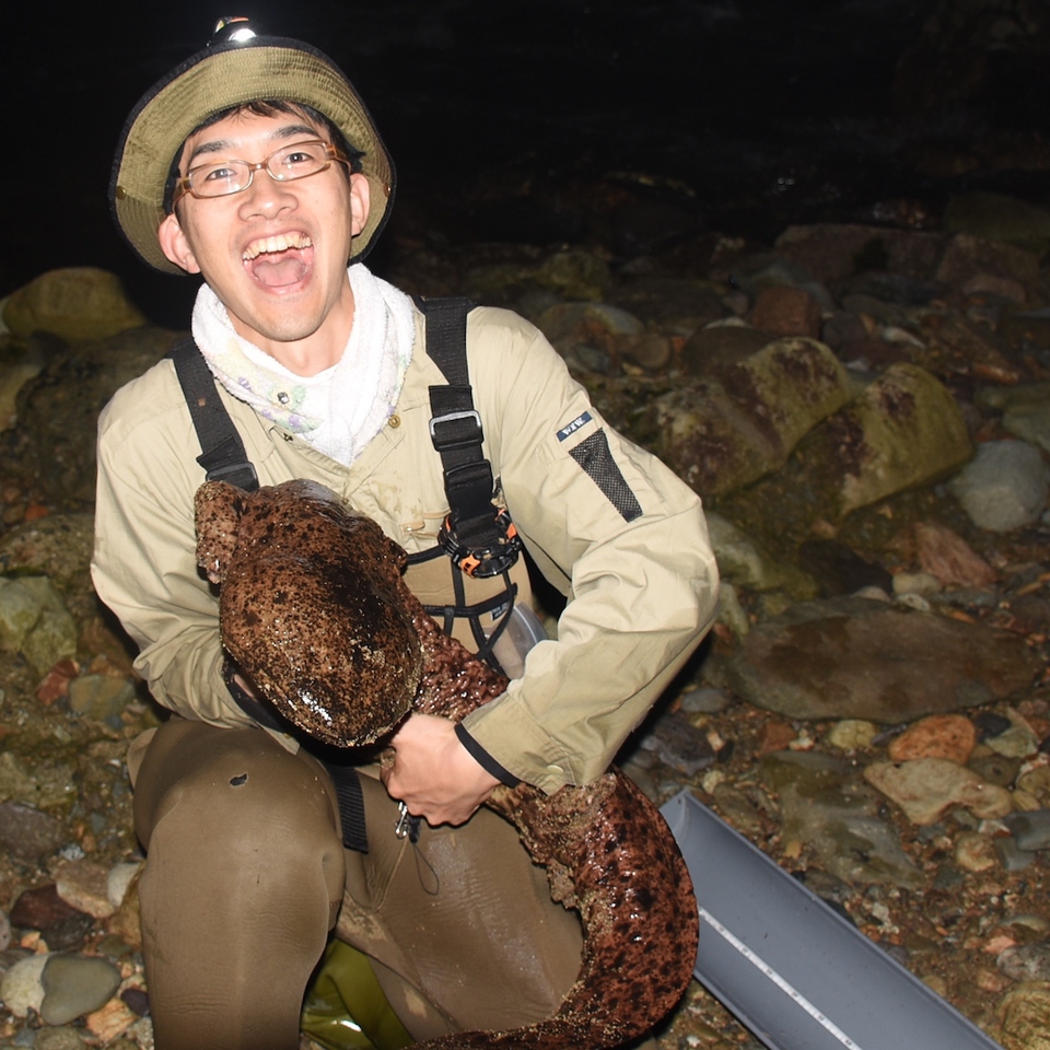 Saving the Japanese giant salamander from concrete - LifeGate
