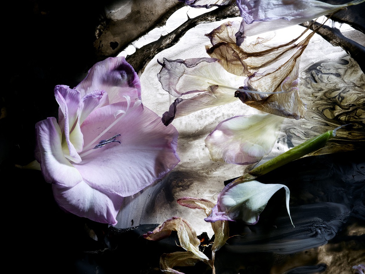 La struggente bellezza dei fiori nelle foto di Mario Carrieri in mostra ...
