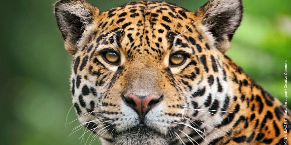 El Jefe, the only wild jaguar known in the United States has been ...