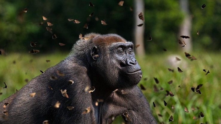 How the WWF is protecting great apes in Central Africa - LifeGate