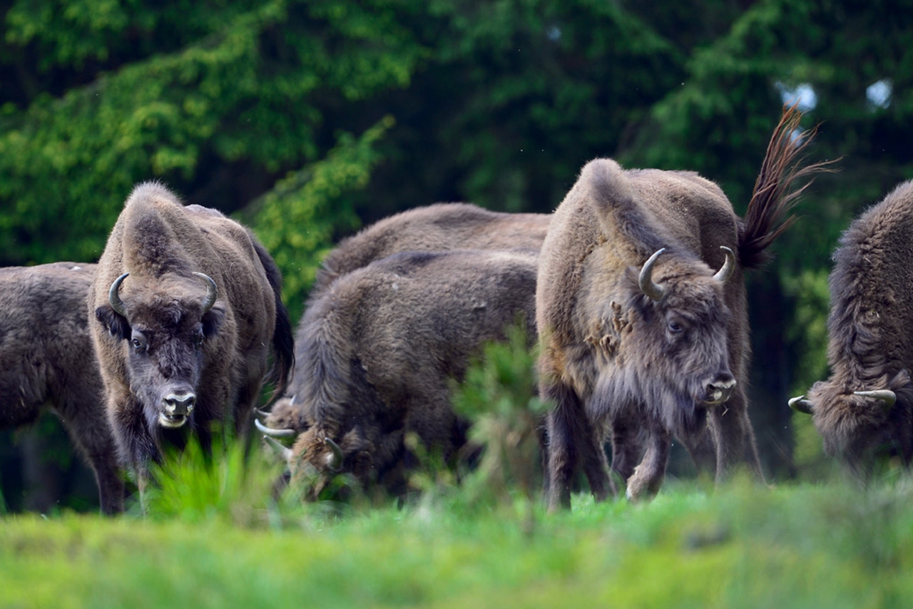 Dove puoi vedere il bisonte europeo - LifeGate
