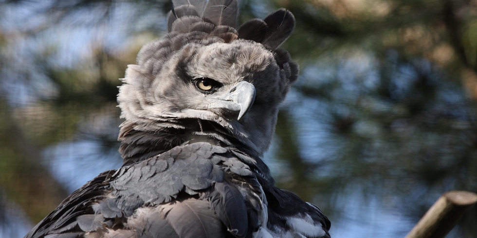 Come il Brasile sta riuscendo a proteggere l'aquila arpia, grazie a ...