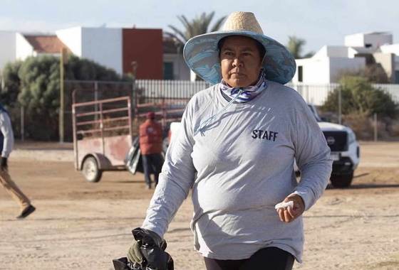 Cocciniglia, il colorante alimentare rosso E120 estratto dagli insetti ...