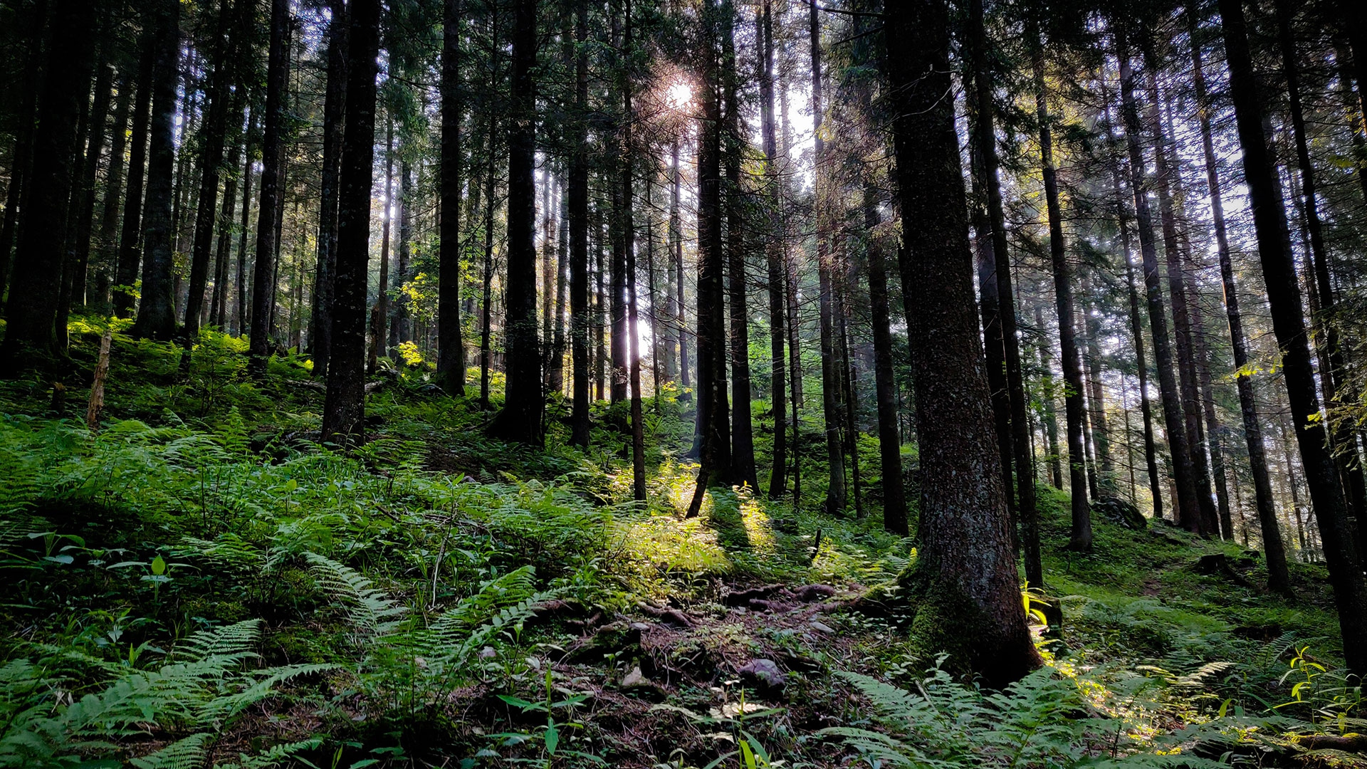 Foreste climate-smart: come gestirle e fare bene al clima - LifeGate