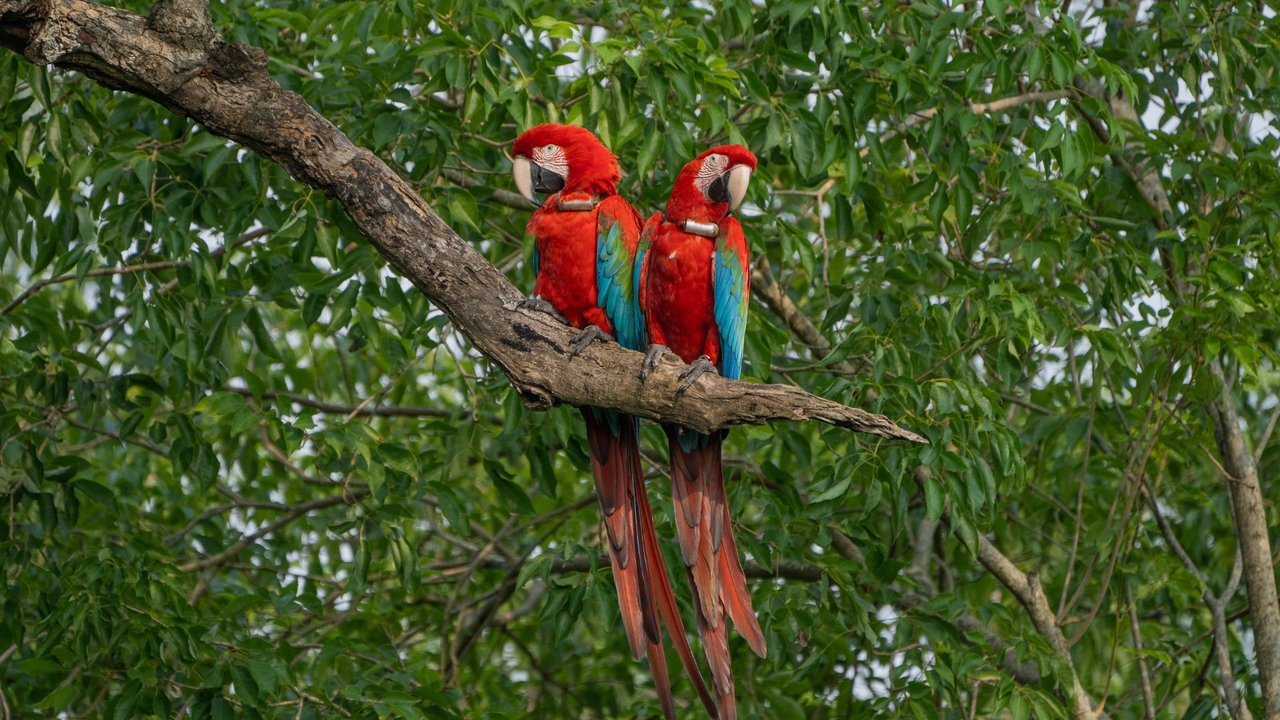 Gli Ara dalle ali verdi tornano a volare nei cieli dell’Argentina ...