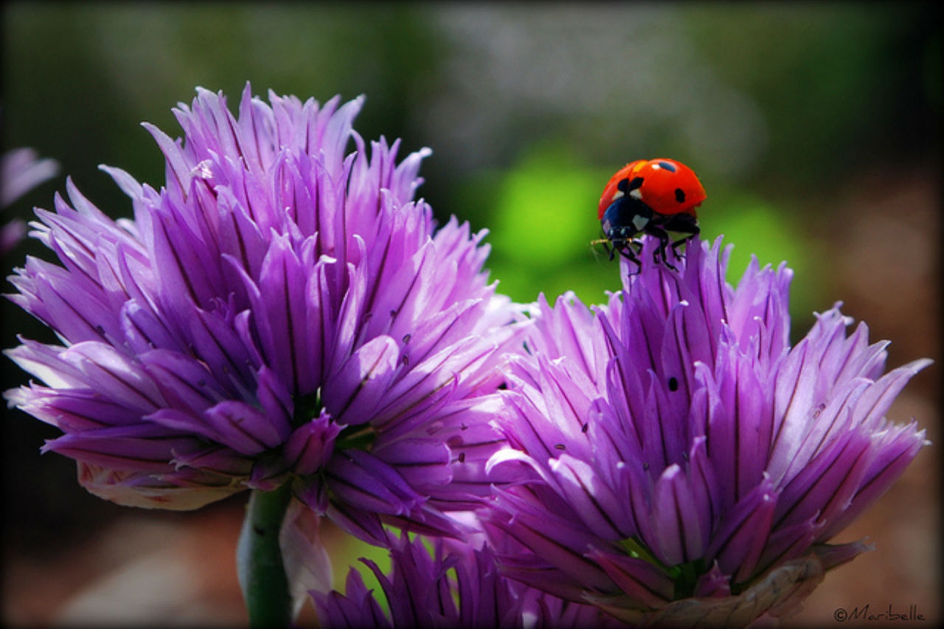 10 plants to attract ladybugs in your garden - LifeGate