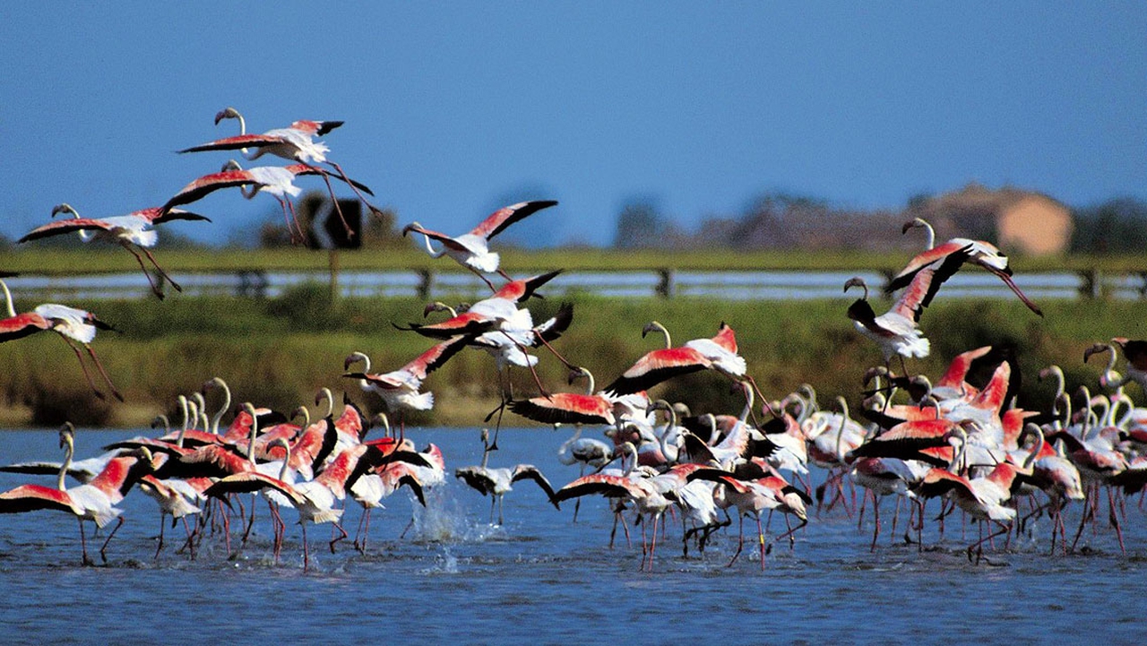 Perché il delta del Po deve diventare parco nazionale - LifeGate