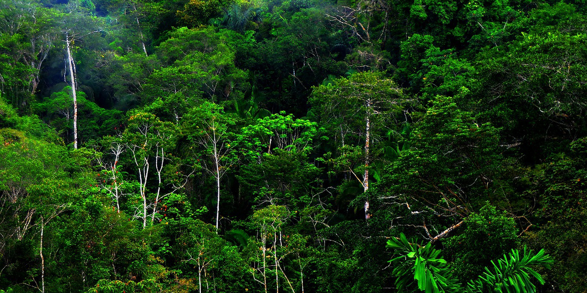 Hp annuncia l’obiettivo della deforestazione zero - LifeGate