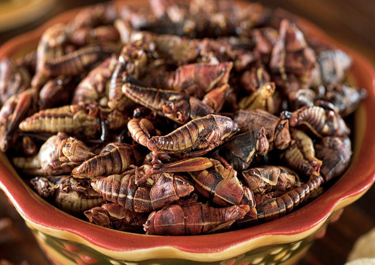 Quali sono gli insetti commestibili e chi li mangia - LifeGate