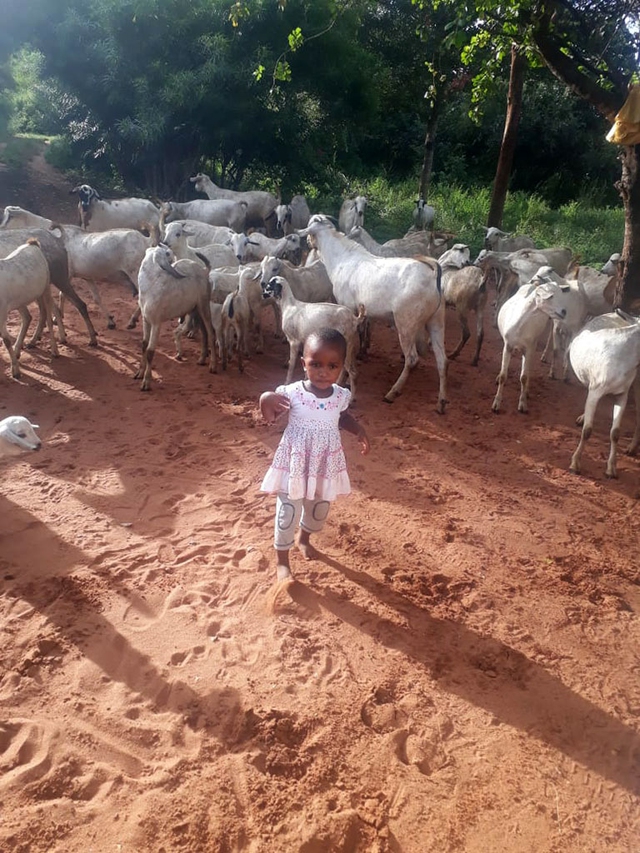 Patrick Kilonzo Mwalua, l'agricoltore africano che disseta gli animali ...