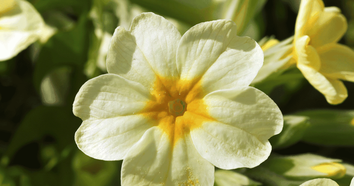 Primula: significato, proprietà, coltivazione e cura