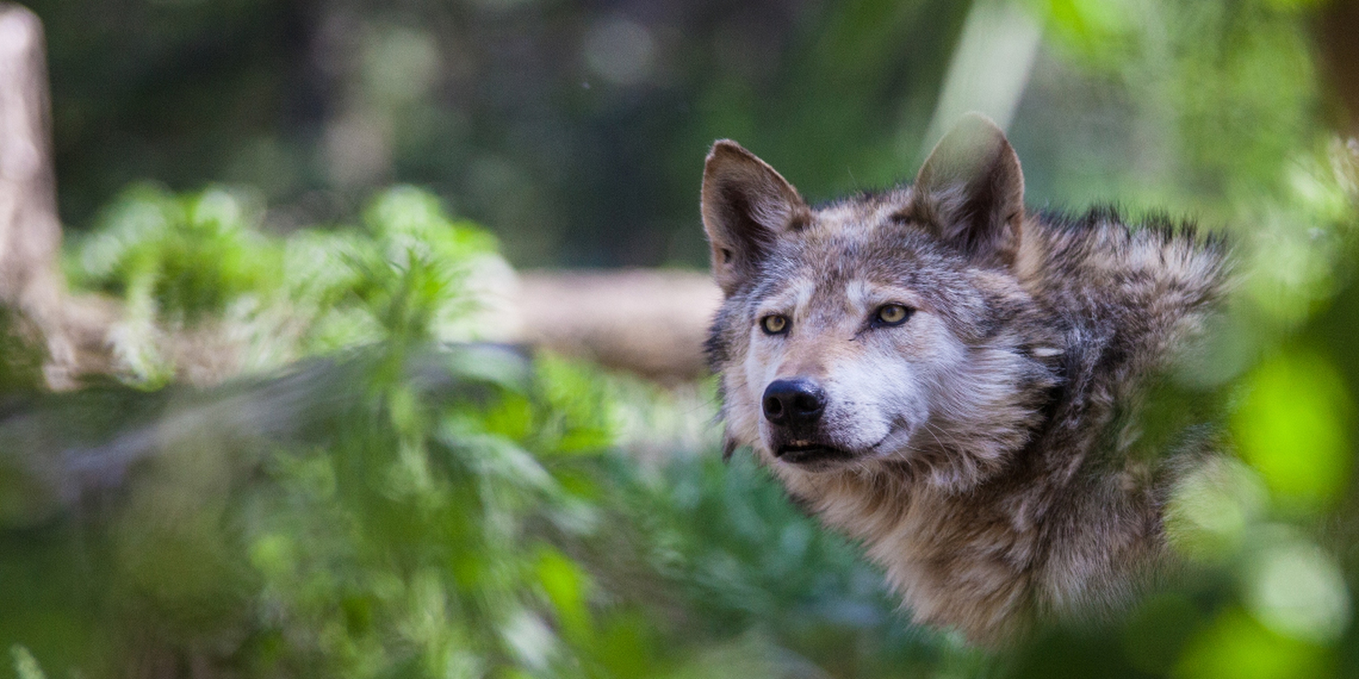 Trekking in the footsteps of wolves - LifeGate