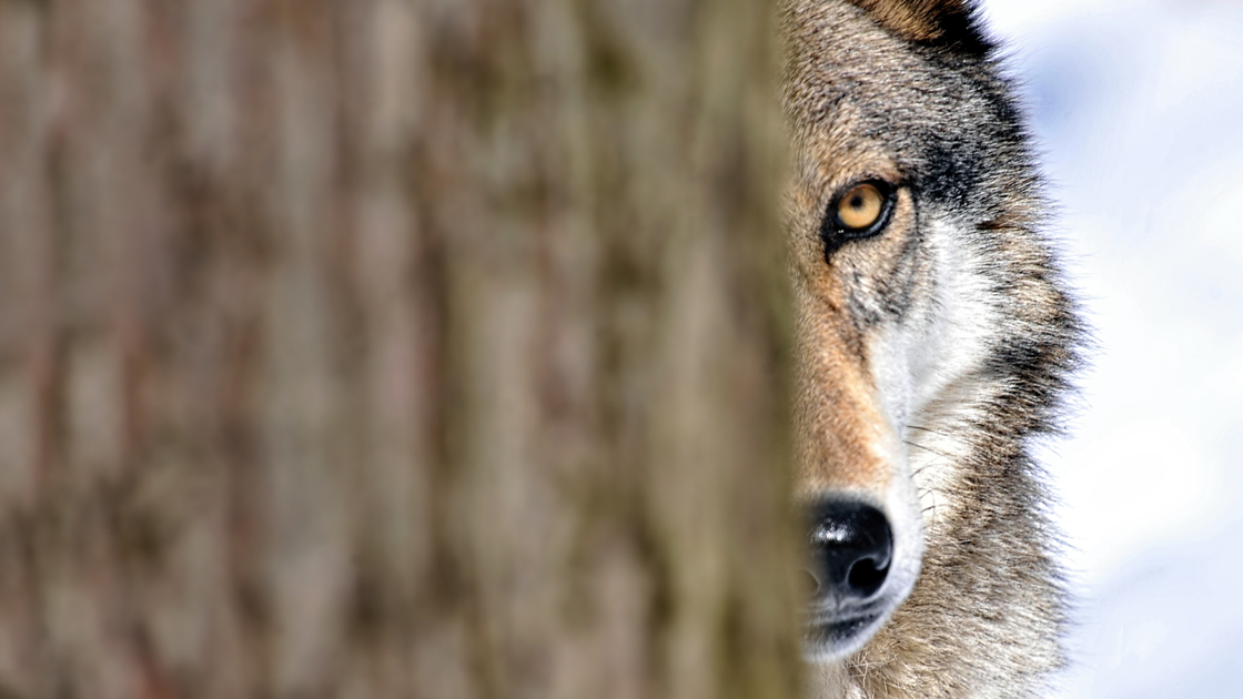 Chi ha paura del lupo? - LifeGate