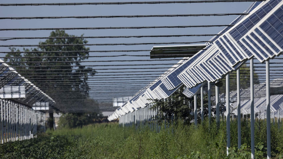 Che cos’è l’agrivoltaico, i suoi vantaggi e i suoi svantaggi - LifeGate