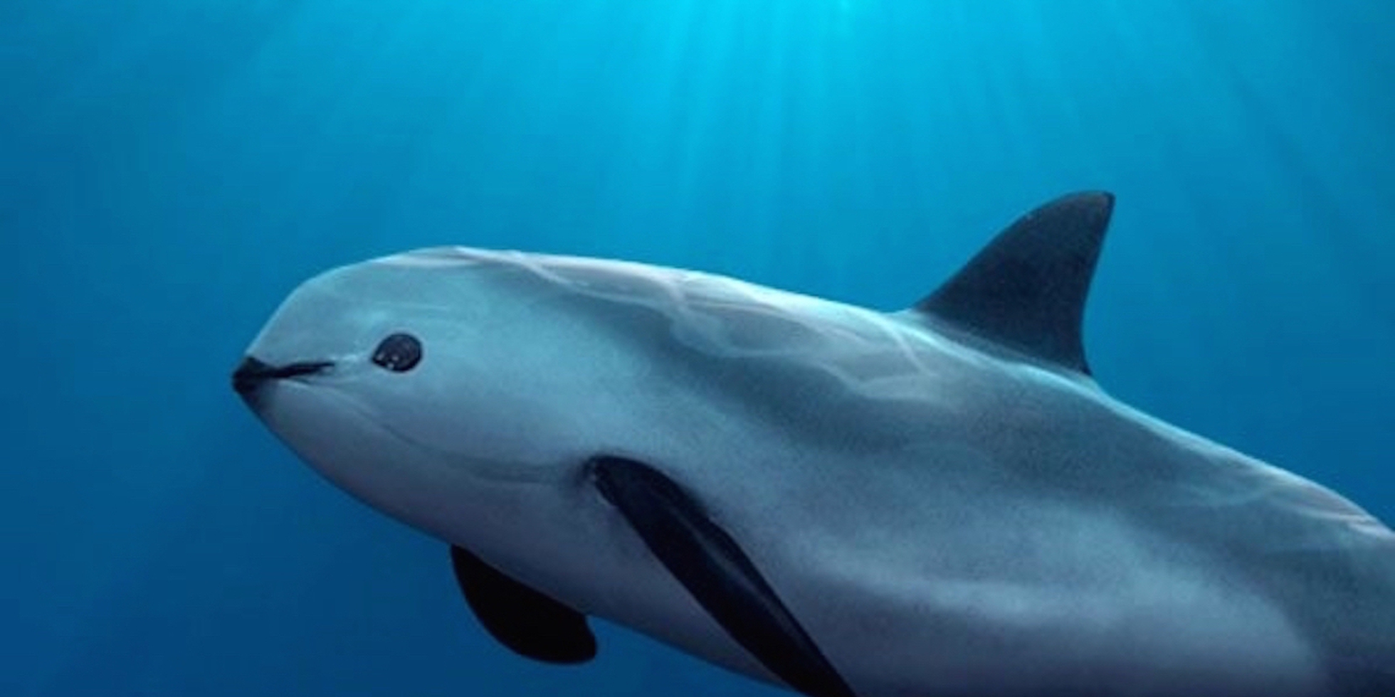 There is hope for the vaquita, the most endangered cetacean species