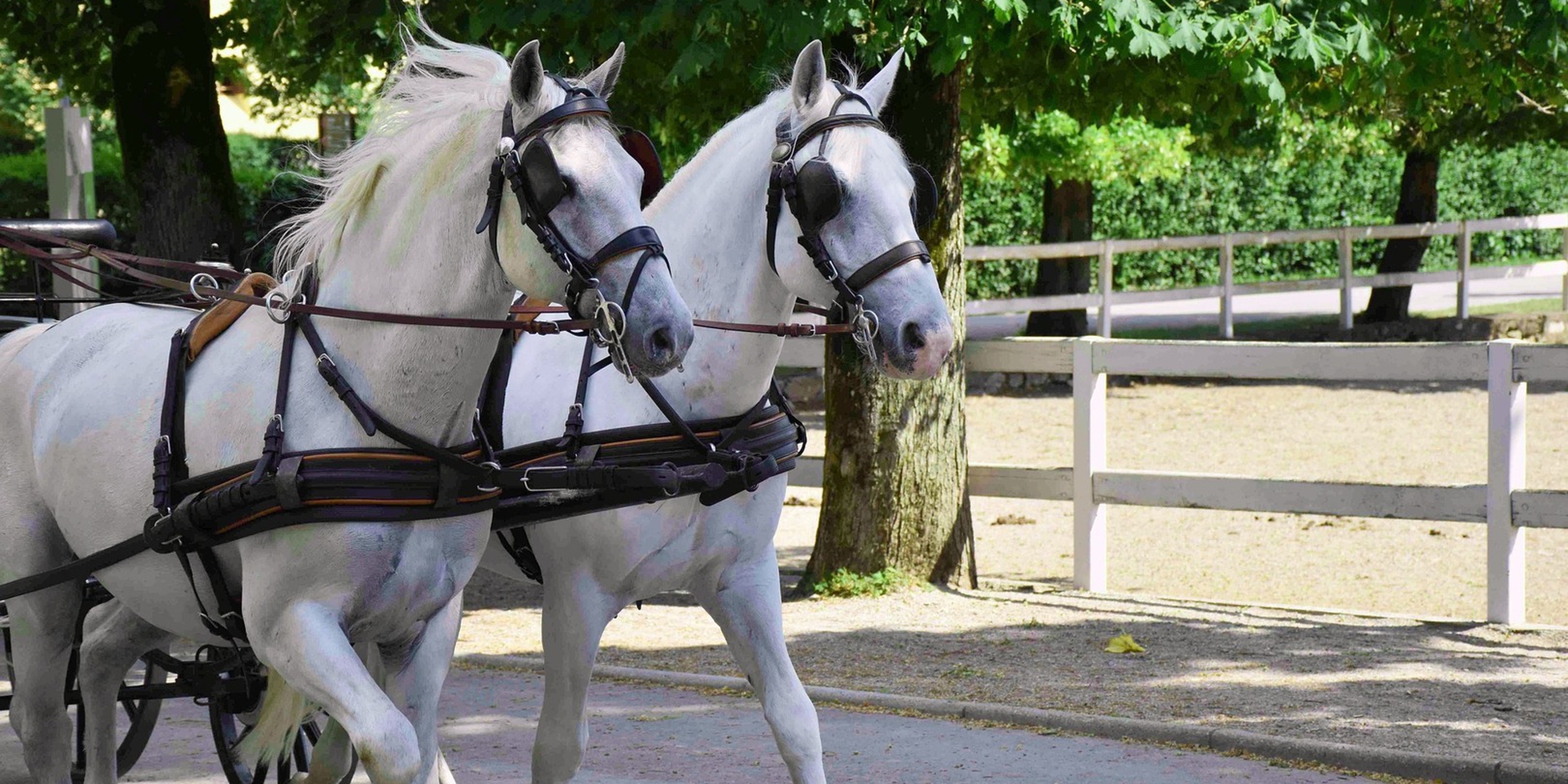 I cavalli lipizzani ora sono patrimonio dell'umanità dell'Unesco - LifeGate