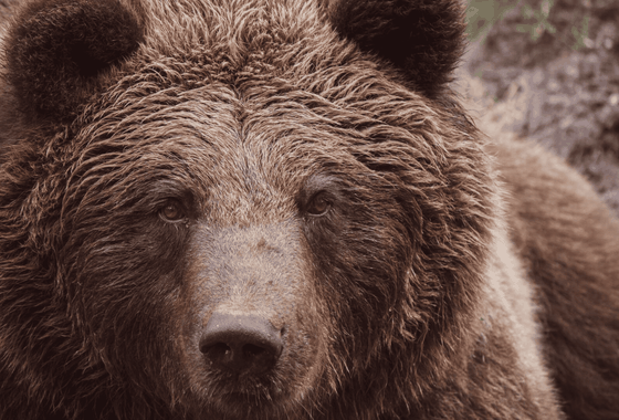 Sulle tracce dell'orso bruno marsicano: l'impegno concreto di Bialetti ...