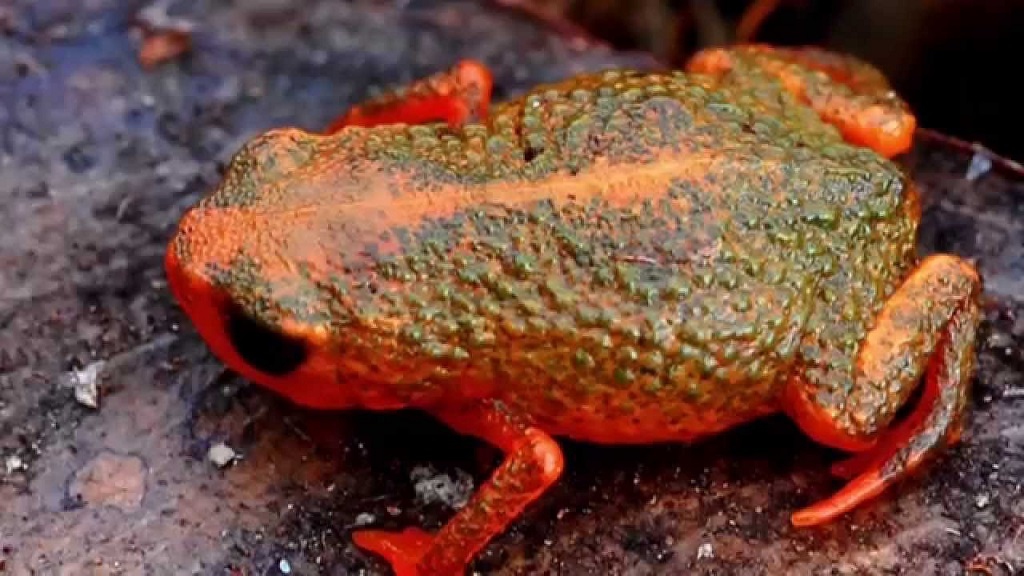 Honey, I shrunk the frogs. 7 new miniscule species discovered in Brazil ...
