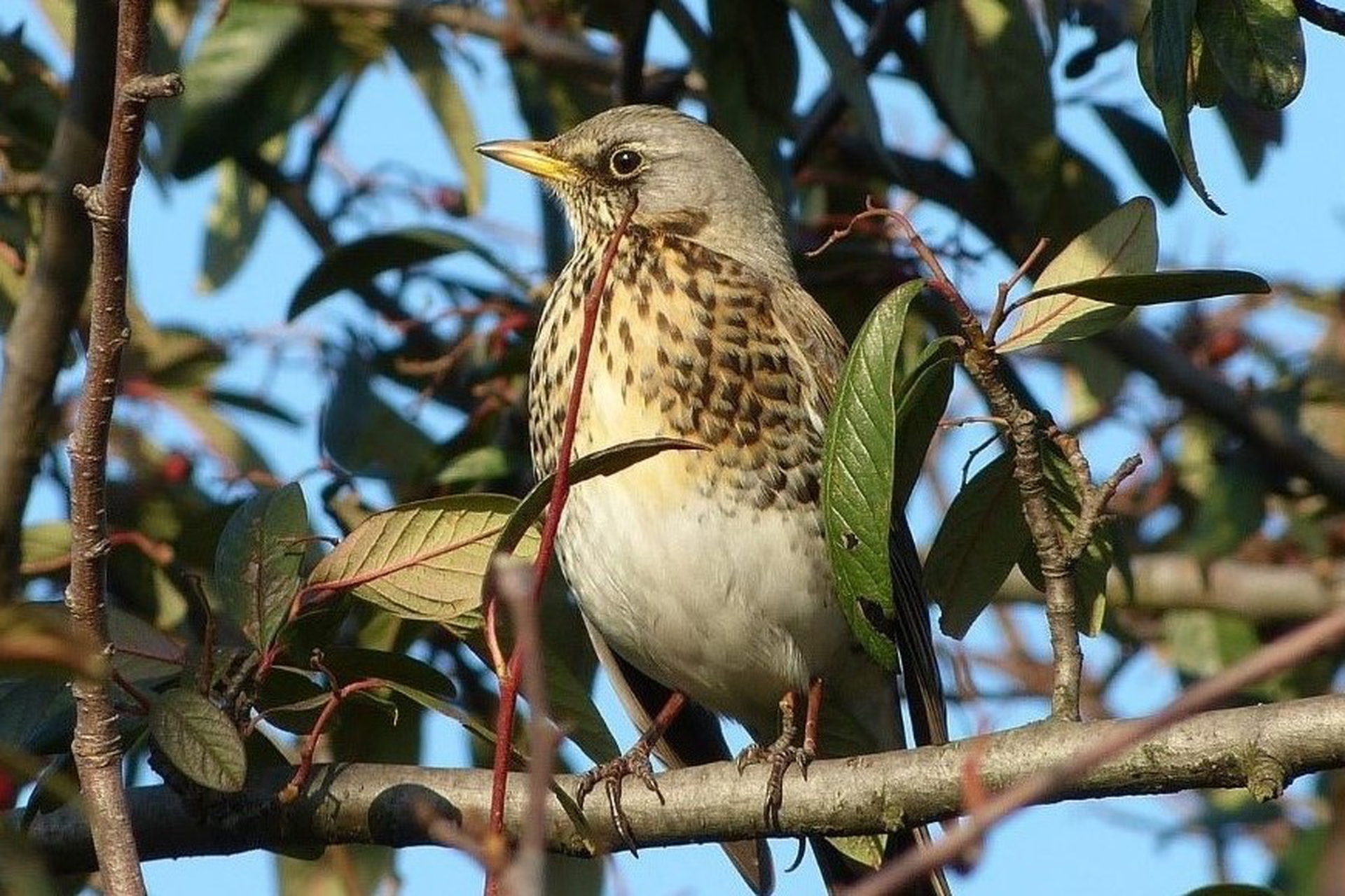 Traditional orchards are our past and future. Promoting biodiversity ...