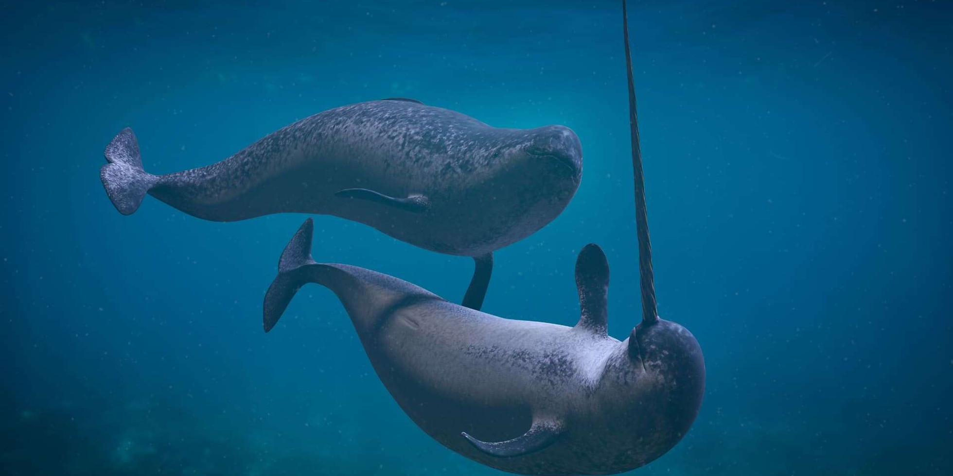 Animali con la N: impatti ambientali e progetti di conservazione - LifeGate