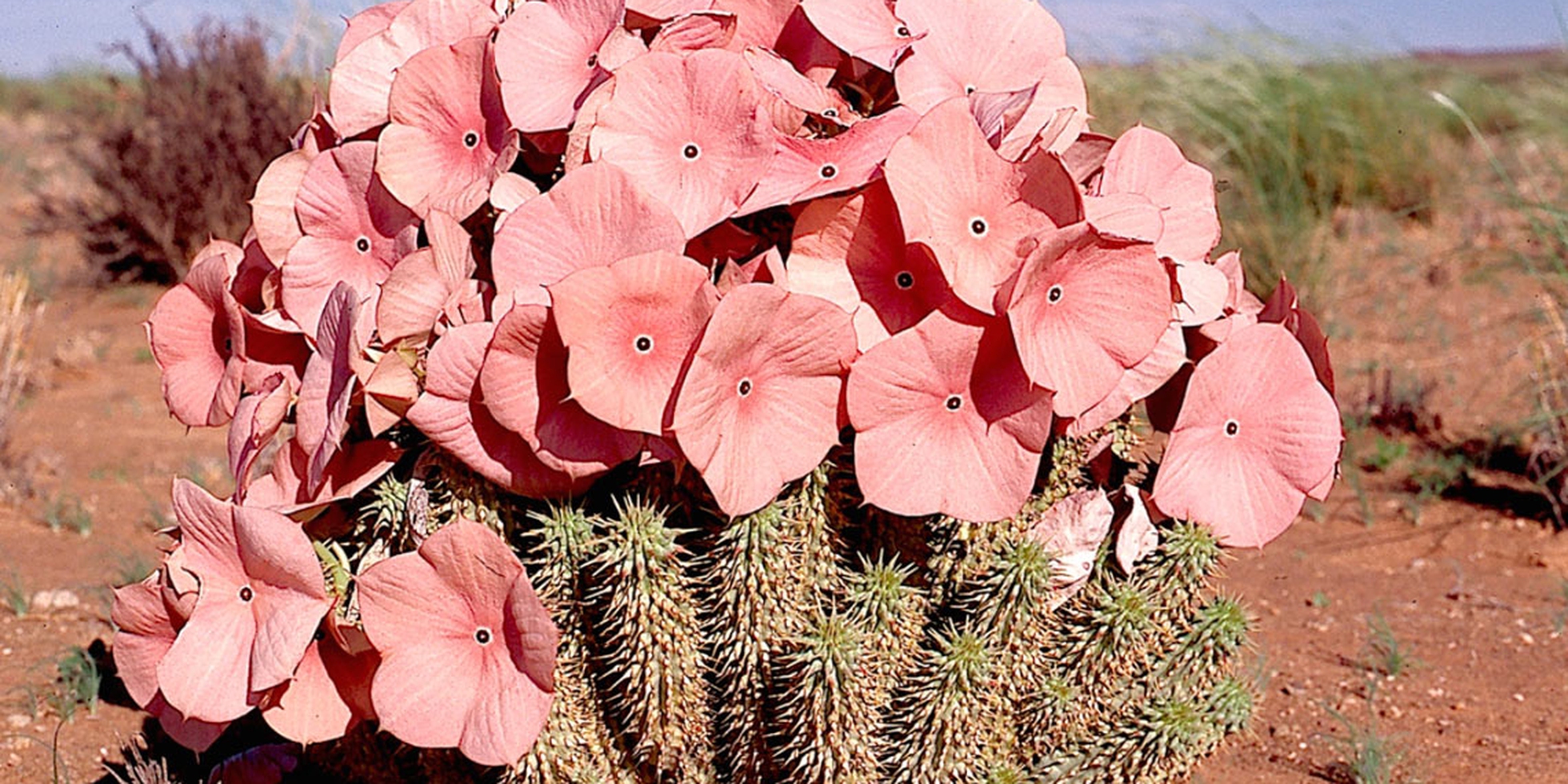 Hoodia Gordonii: il cactus per dimagrire - LifeGate