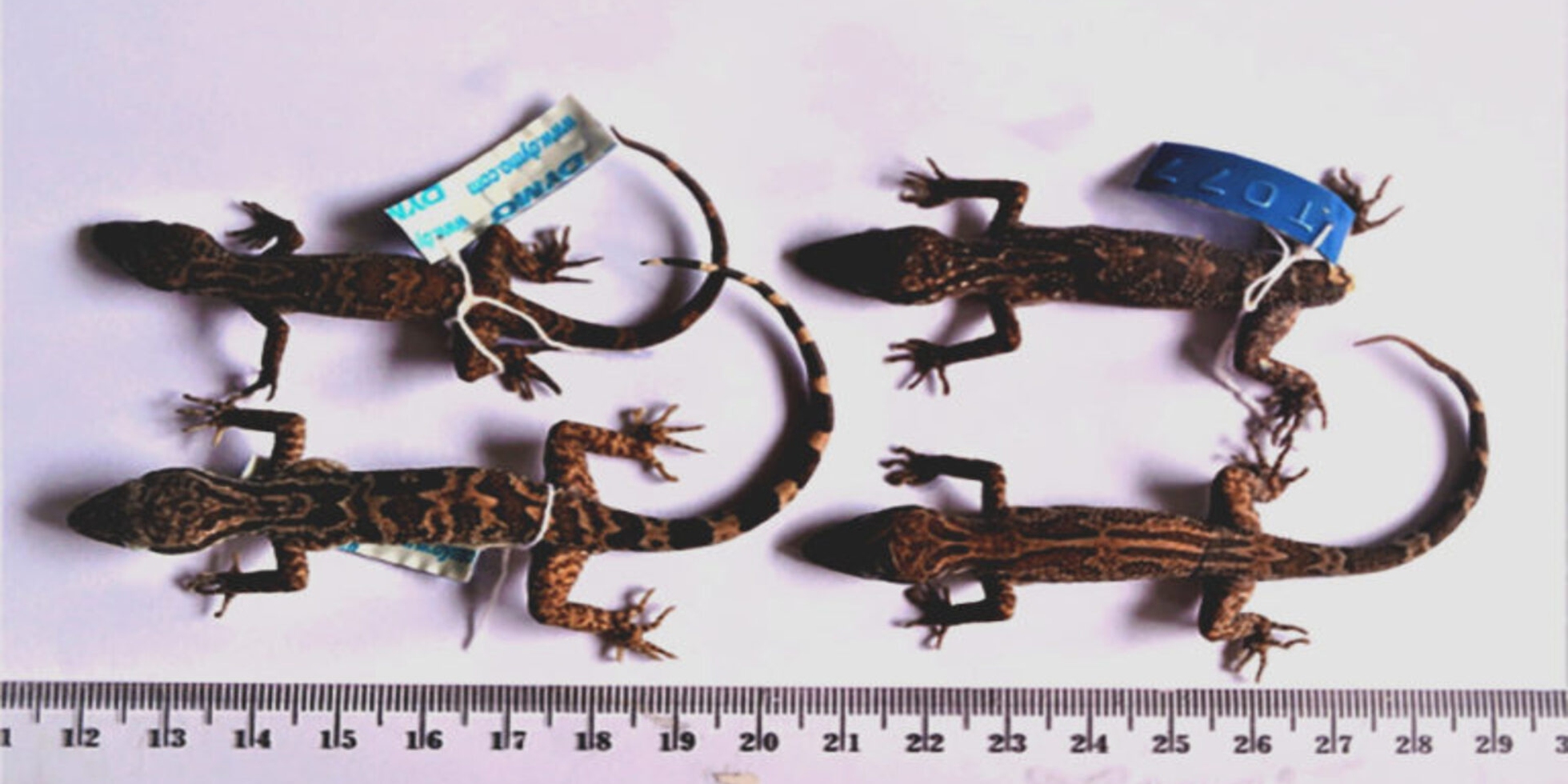 Una nuova specie di geco è stata scoperta nel Borneo - LifeGate