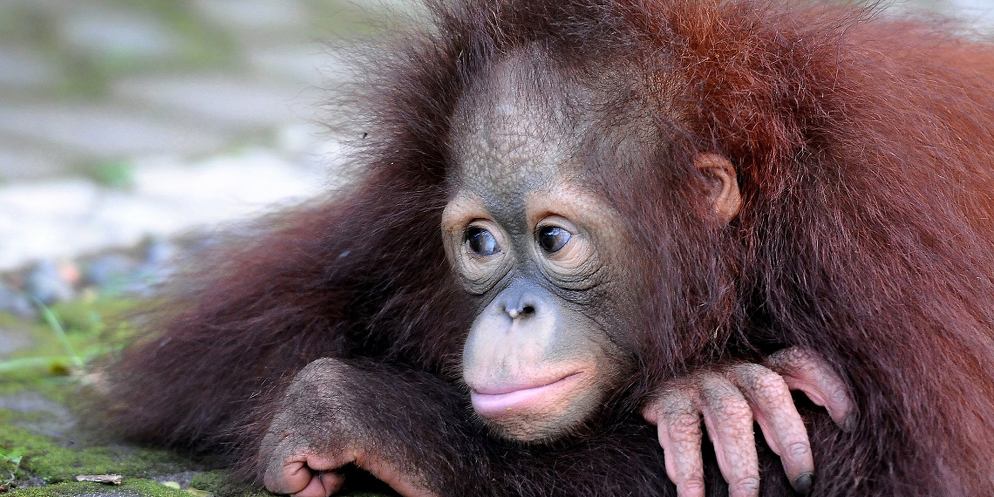 Un film per conoscere il dramma degli oranghi condannati dall'olio di palma