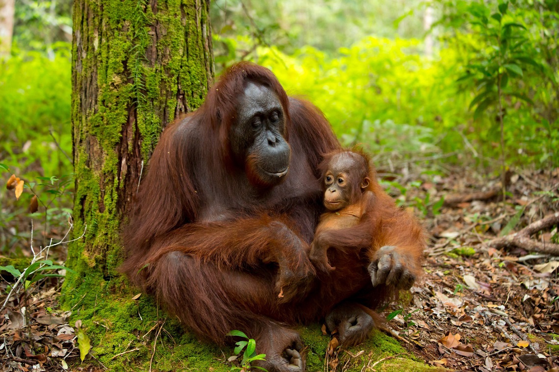 Dramatic picture shows the tragedy of orangutans due to forest fires ...